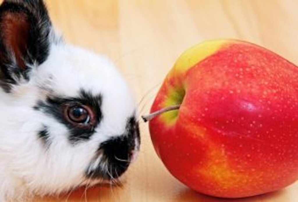 What Fruits Can Rabbits Eat? - Countryside